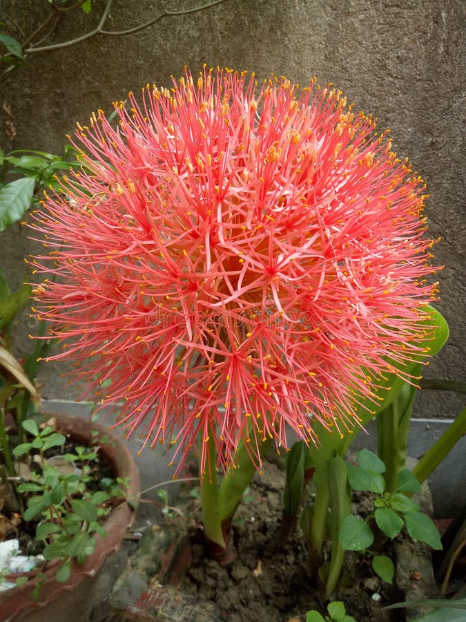 Karona Virus Flower .covid19 Flower Stock Photo - Image of vegetable ...