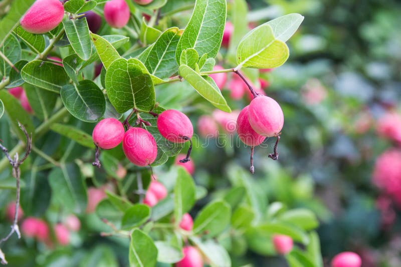 Karonda or Carunda Fruits stock photo. Image of wild - 74222864