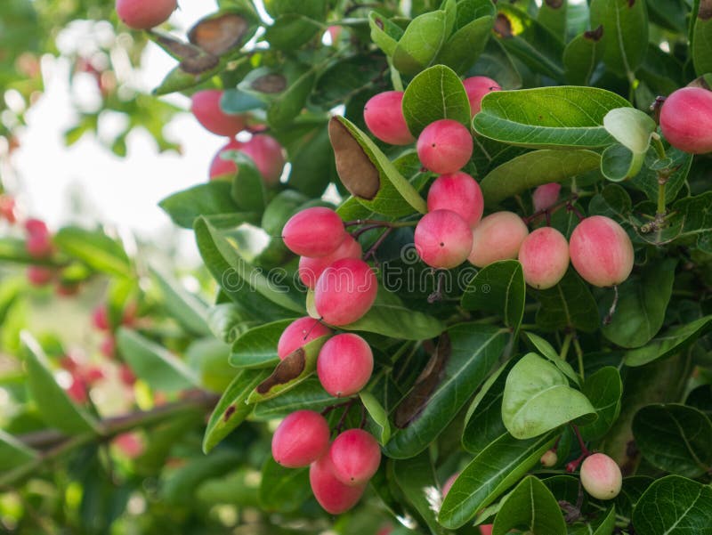 Karonda or Carunda Fruits on Tree. Stock Image - Image of farm ...