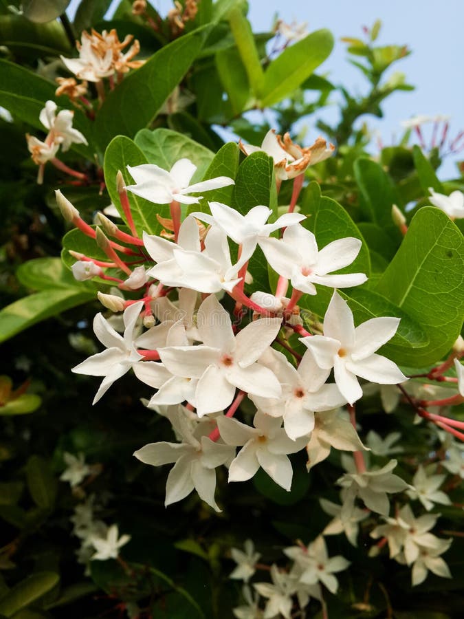 Karonda flower stock photo. Image of white, green, carissa - 51965790