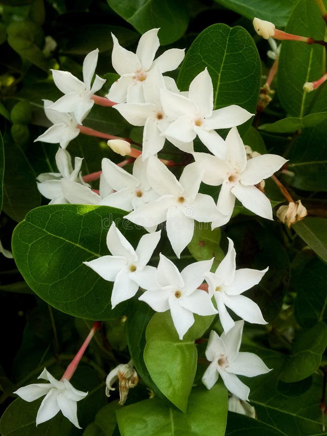 Karonda flower stock photo. Image of white, green, carissa - 51965790