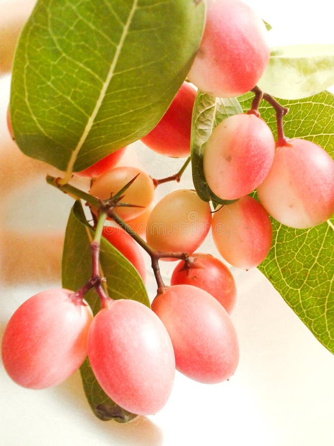 Karonda stock image. Image of nature, food, carandas - 53492017