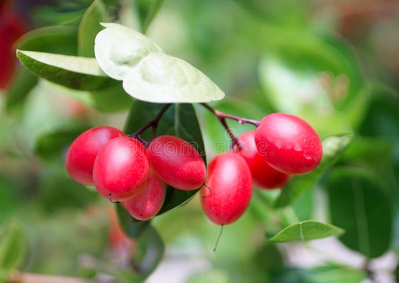 Karonda Fruit Blooming at Tree Stock Image - Image of juice, karanda ...
