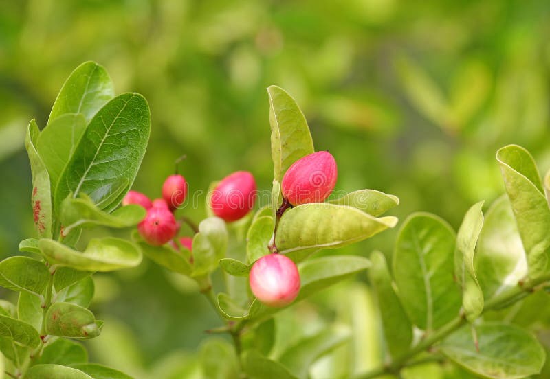 Karonda fruit stock photo. Image of color, herb, fruit - 89935108