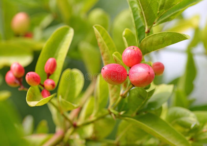 Karonda fruit stock image. Image of herb, dhaka, garden - 89935127