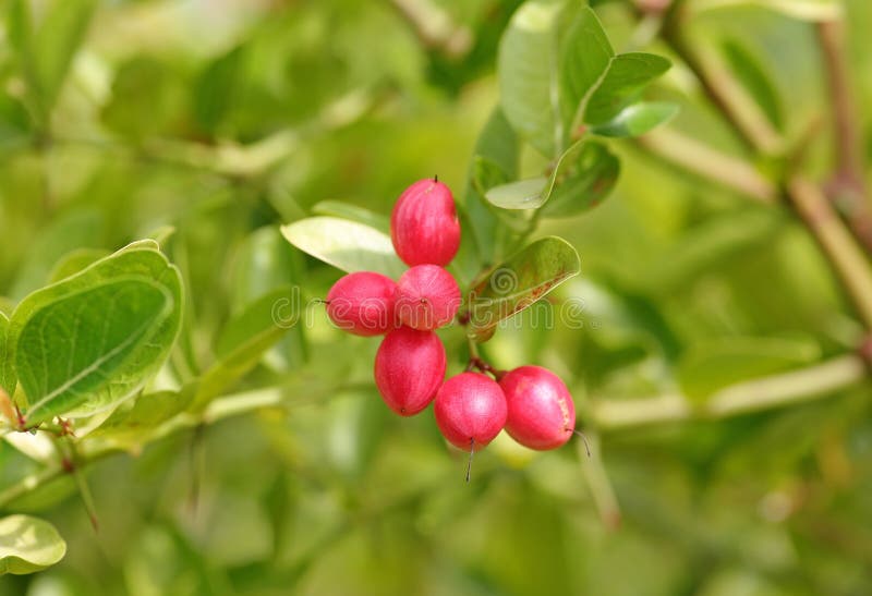 Karonda fruit stock photo. Image of colorful, dhaka, care - 89935134