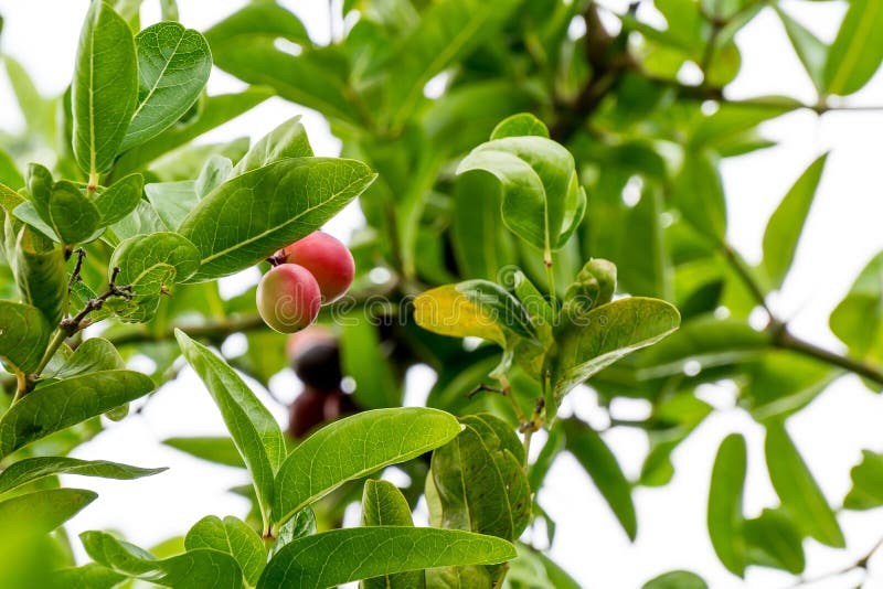 Karonda Fruit on tree stock image. Image of leaf, garden - 79098049