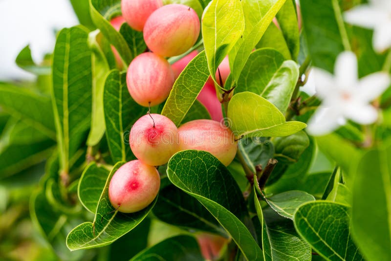 Karonda Fruit stock image. Image of health, meadow, pink - 77764755
