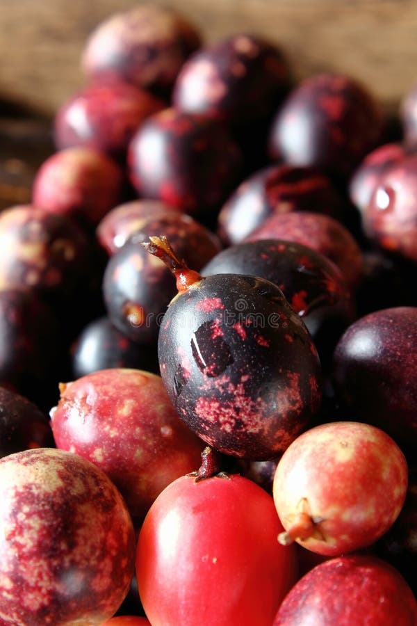 Karonda Fruit For Health Herb In Thailand Stock Image - Image of sour ...