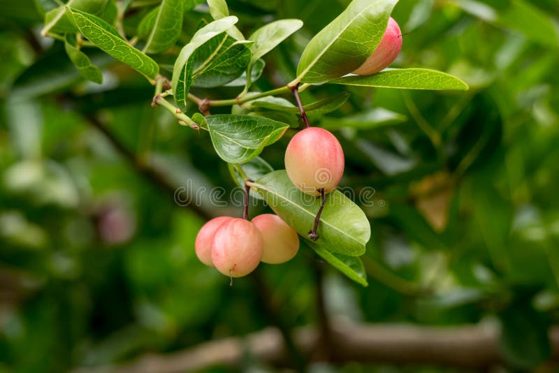 Karonda Fruit on tree stock image. Image of leaf, garden - 79098049