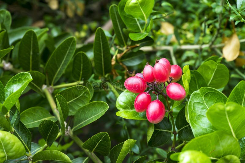 Karonda Fruit stock photo. Image of nutrition, agricultural - 72102096