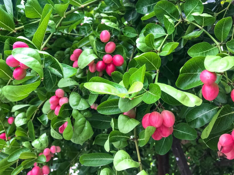 Karonda Stock Photos - Download 898 Royalty Free Photos