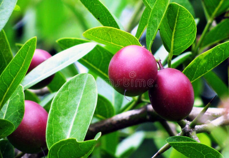 Fruit de Karaunda image stock. Image of rouge, panier - 35342069