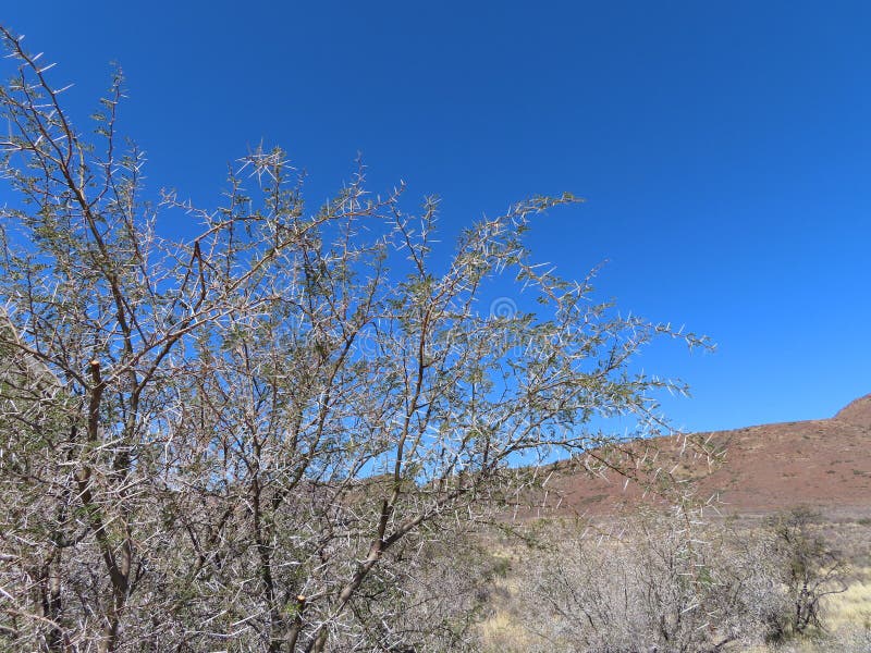 1,249 Karoo Tree Stock Photos - Free & Royalty-Free Stock Photos from ...