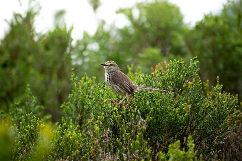 Karoo Prinia stock photo. Image of karoo, little, prinia - 194480130