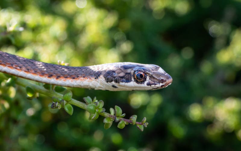 Karoo Sand Snake with Small Green Leaves in the Foreground Stock Image ...