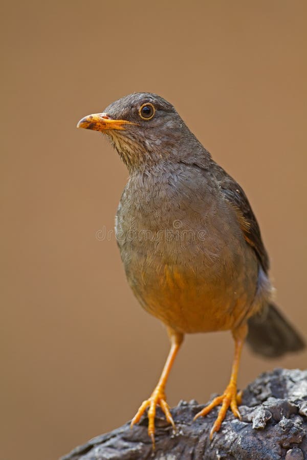 Karoo Thrush Perched Rock Stock Photos - Free & Royalty-Free Stock ...