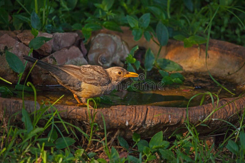 Karoo Thrush Turdus Smithi 9300 Stock Photo - Image of bird, feather ...