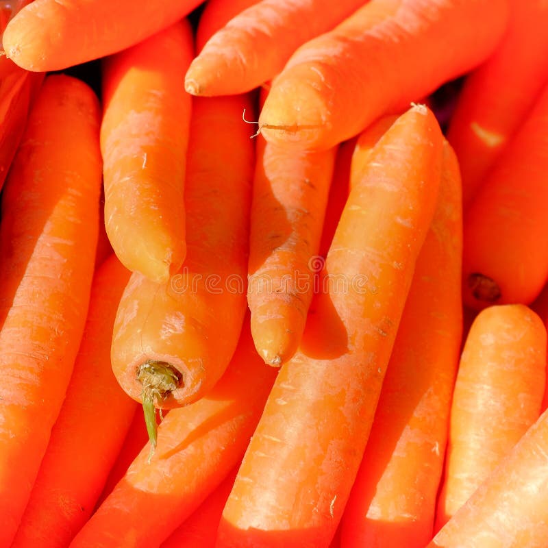 Karotten stockbild. Bild von landwirtschaft, frisch, bestandteil - 45468745