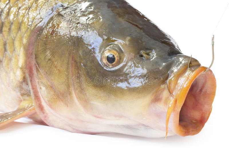 Karp obraz stock. Obraz złożonej z złoto, słodkowodny - 50599833