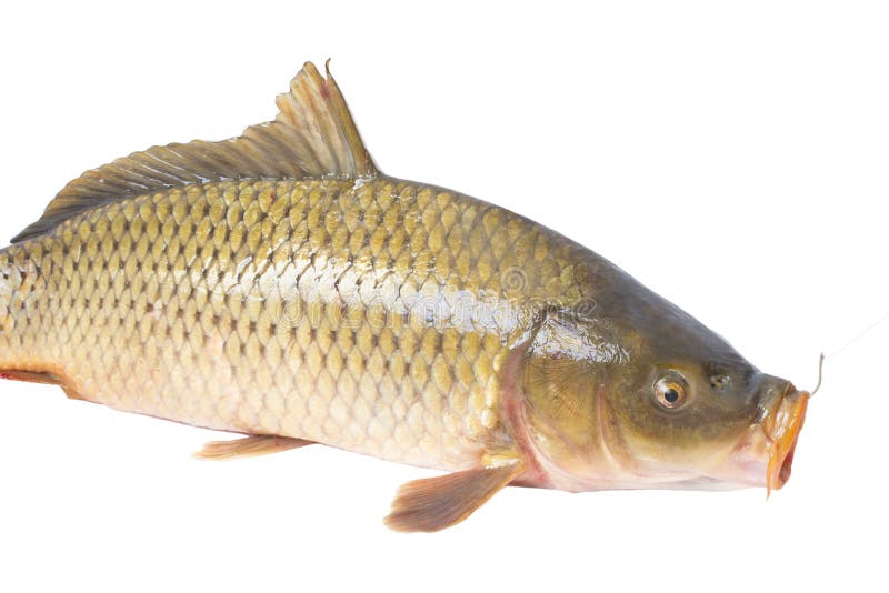 Karp ryba obraz stock. Obraz złożonej z poziom, rzeka - 28747753