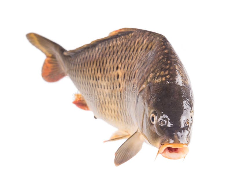 Karp ryba obraz stock. Obraz złożonej z łasowanie, ścieżka - 65734575