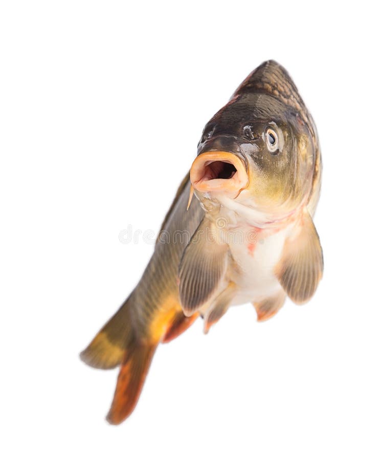 Karp ryba zdjęcie stock. Obraz złożonej z natura, złoty - 50599996