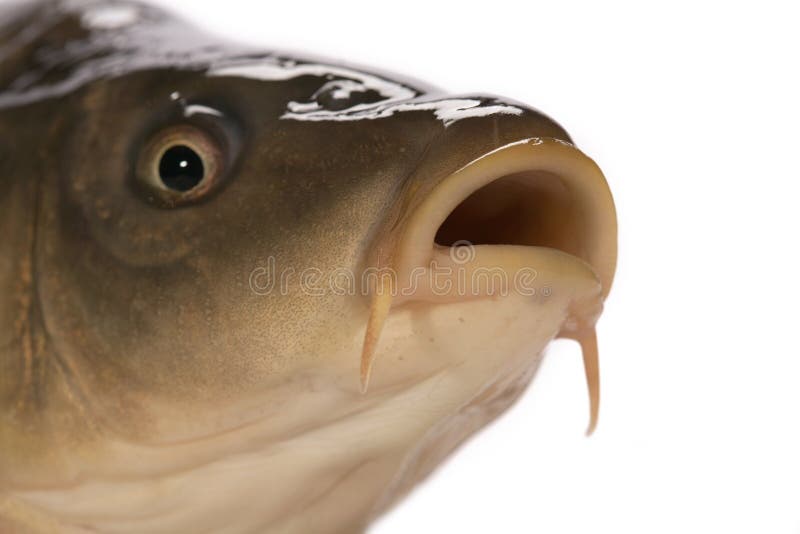 Karper stock foto. Image of vangst, voedsel, ingrediënt - 17174736