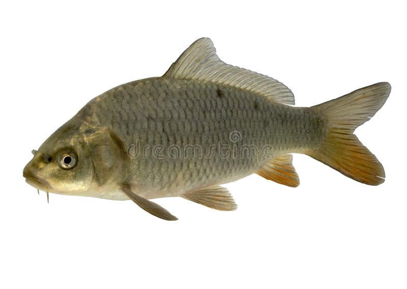 Karper stock foto. Image of mond, visserij, schaalloos - 3608998