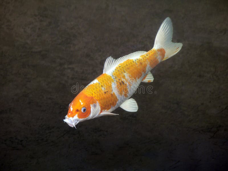 Karper stock foto. Image of goud, vlek, vers, sinaasappel - 4979878