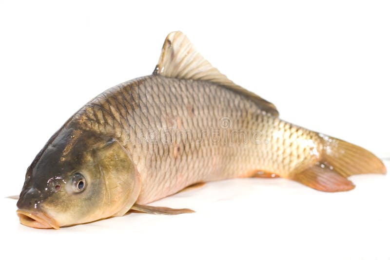 Karper, Zeelten, Het Gekleurde Vissen Vrij Zwemmen Stock Foto - Image ...