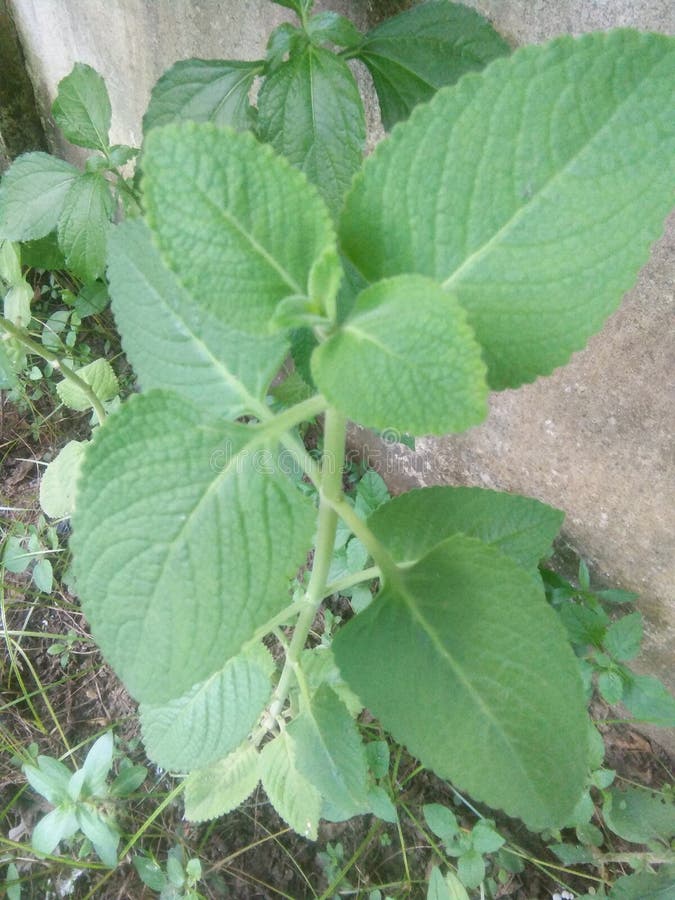 Karpuravalli Stock Photos - Free & Royalty-Free Stock Photos from ...