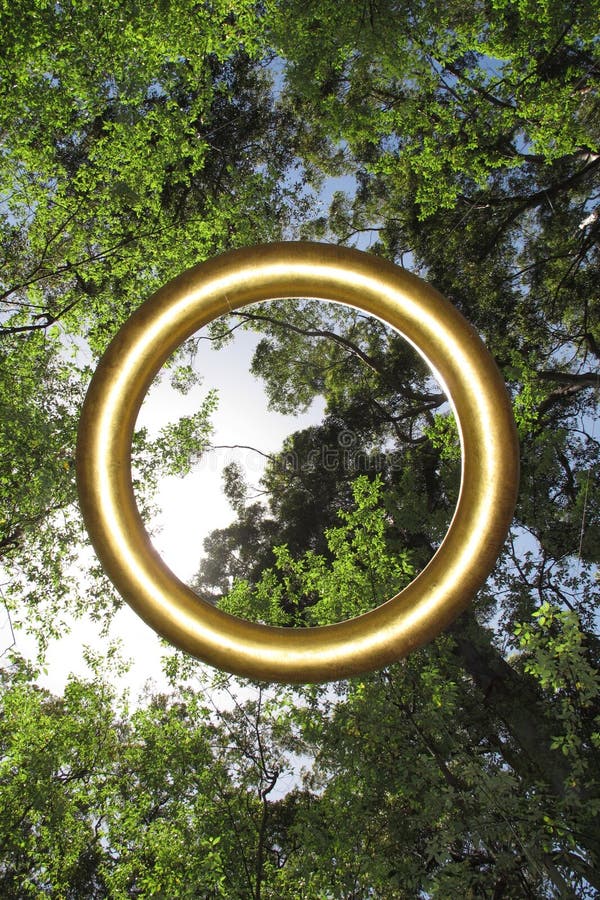 Karri Trees, West Australia Stock Image - Image of bark, nornalup: 65170507