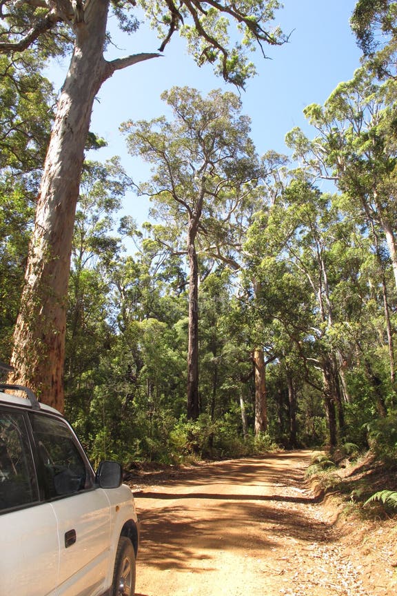 Karri Trees, West Australia Stock Photo - Image of karri, national ...