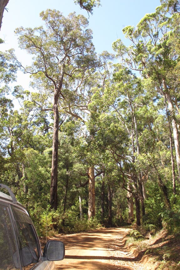 Karri Trees, West Australia Stock Photo - Image of plant, national ...