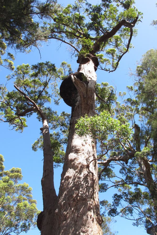 137 Karri Tree Eucalyptus Forest Australia Stock Photos - Free ...