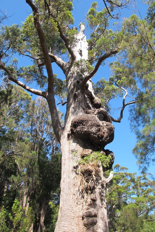 137 Karri Tree Eucalyptus Forest Australia Stock Photos - Free ...
