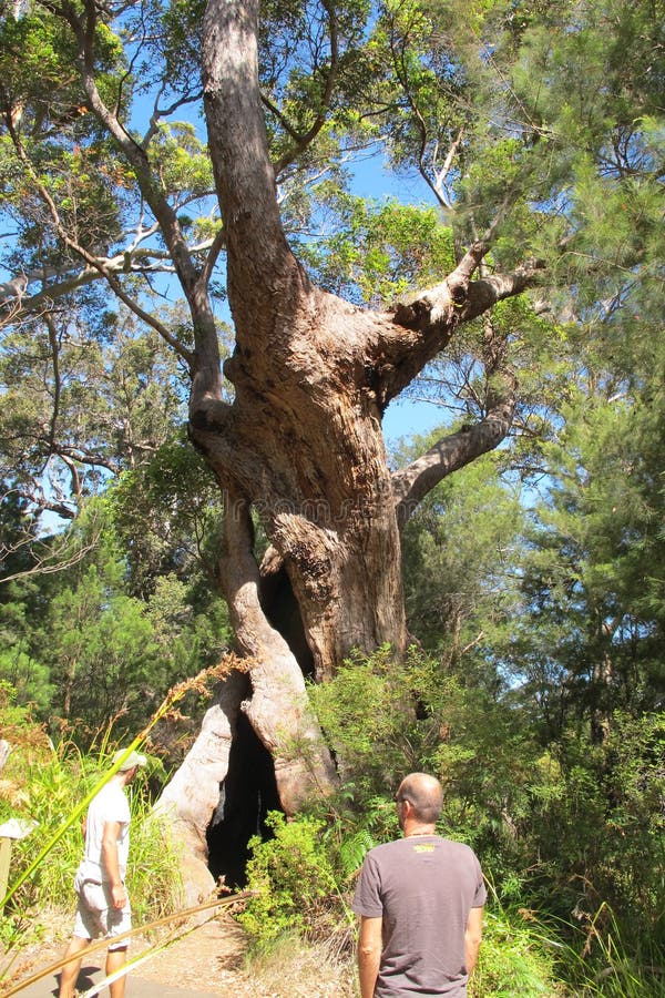 137 Karri Tree Eucalyptus Forest Australia Stock Photos - Free ...