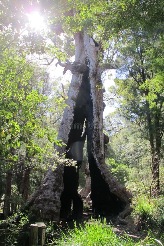 Karri Trees, West Australia Stock Photo - Image of empire, nature: 65171538