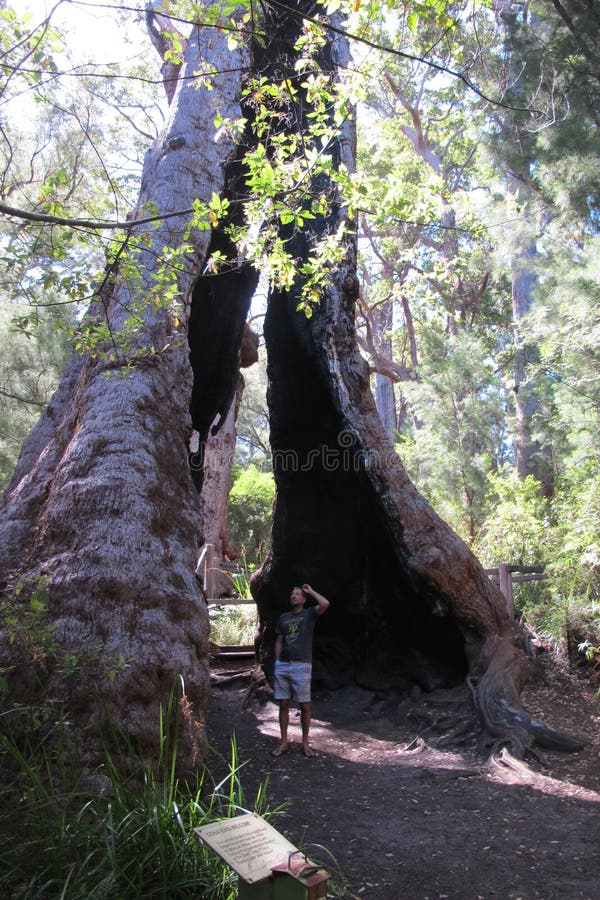 137 Karri Tree Eucalyptus Forest Australia Stock Photos - Free ...