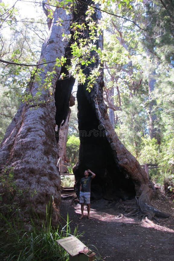 Karri Trees, West Australia Stock Photo - Image of flora, nornalup ...