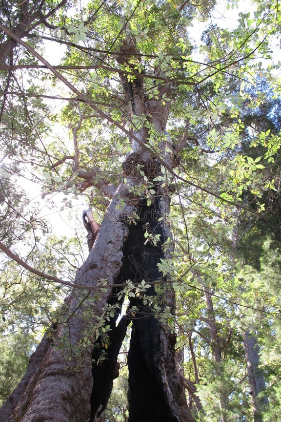 Karri Trees, West Australia Stock Photo - Image of forest, empire: 65171860