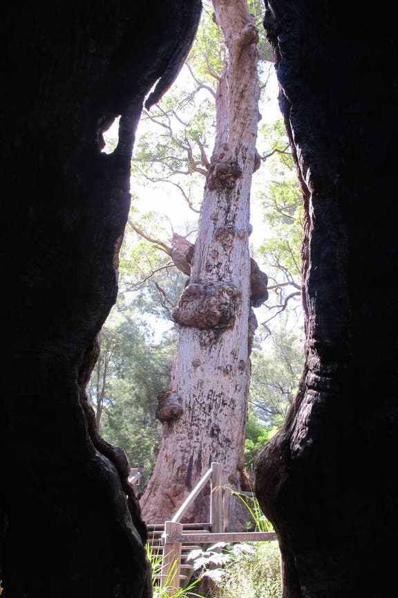 Karri Trees, West Australia Stock Photo - Image of beauty, margaret ...