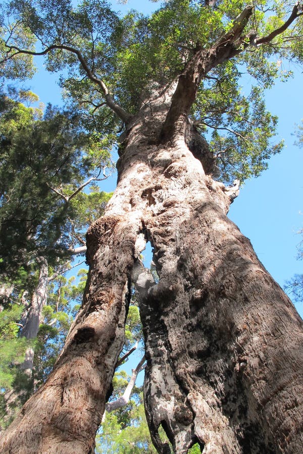 Karri Trees, West Australia Stock Image - Image of leeuwin, national ...