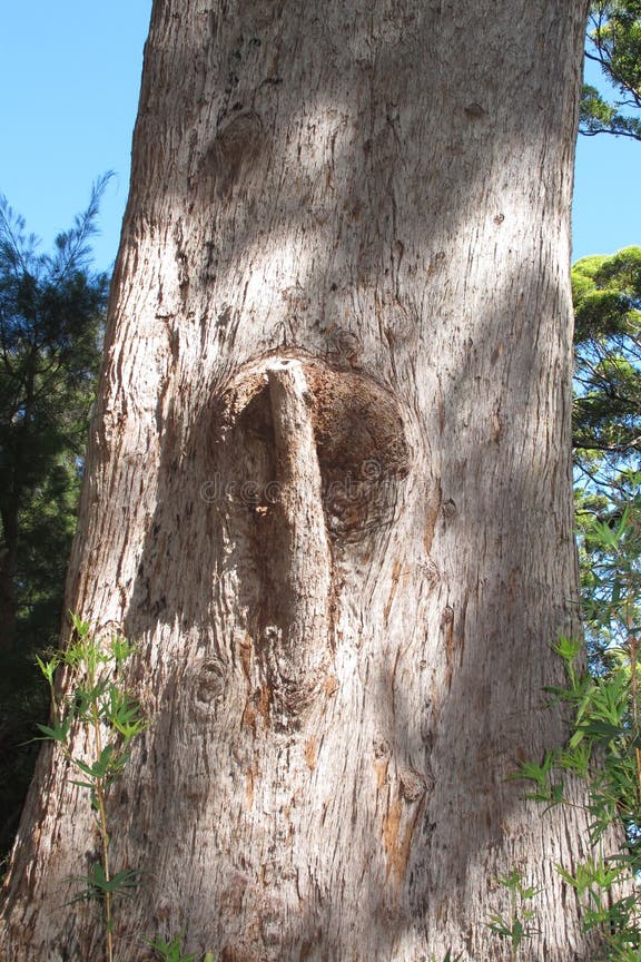 Karri Trees, West Australia Stock Image - Image of empire, ancient ...