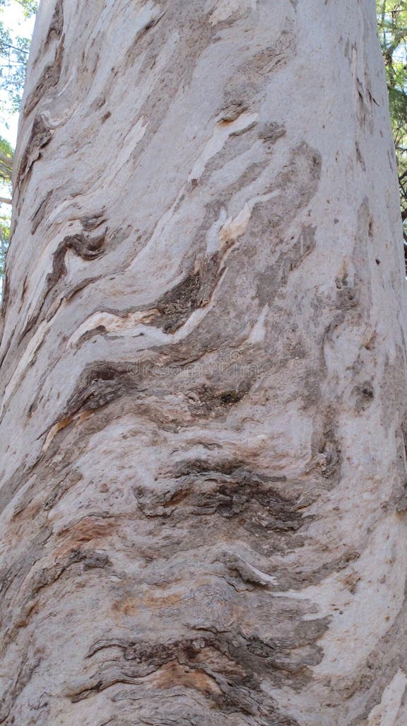 Karri Trees, West Australia Stock Image - Image of natural, park: 65172209