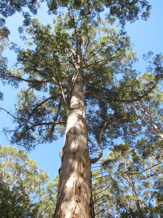 Karri Trees, West Australia Stock Photo - Image of light, forest: 65171818