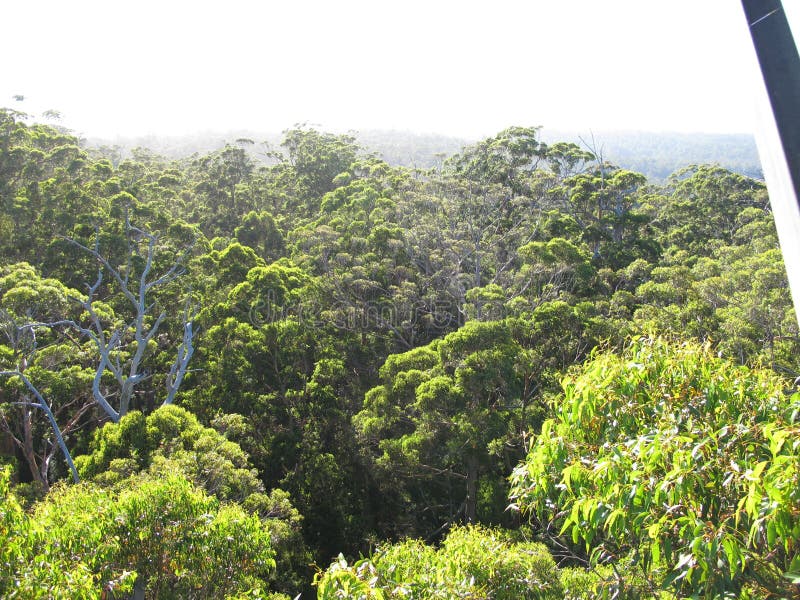 Karri Trees, West Australia Stock Image - Image of flora, eucalyptus ...