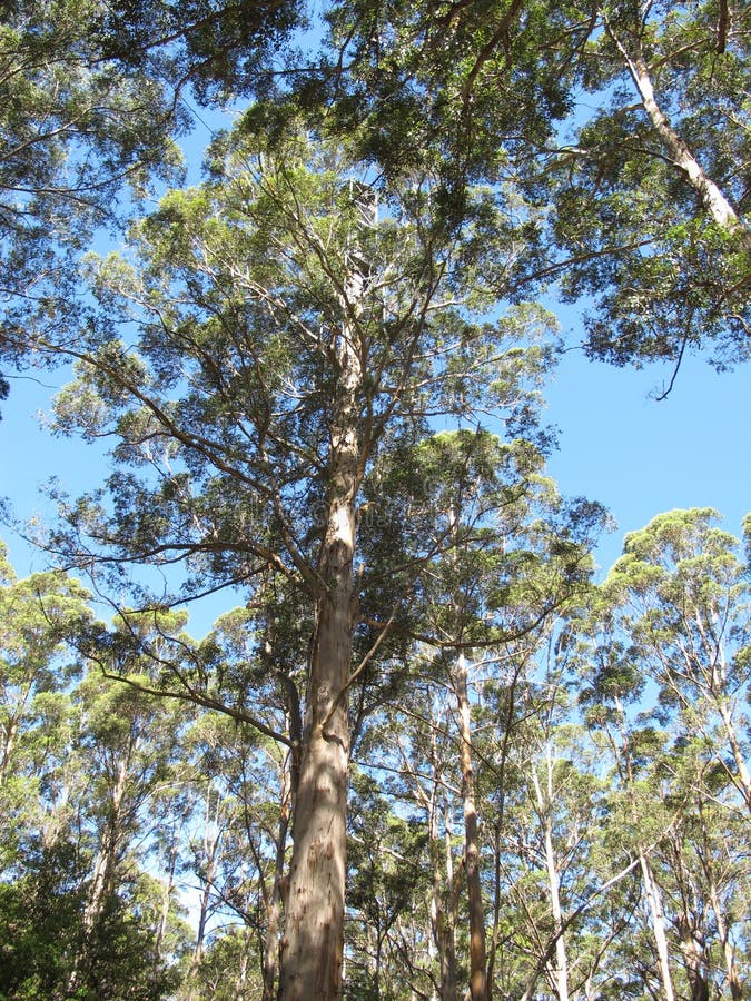 137 Karri Tree Eucalyptus Forest Australia Stock Photos - Free ...