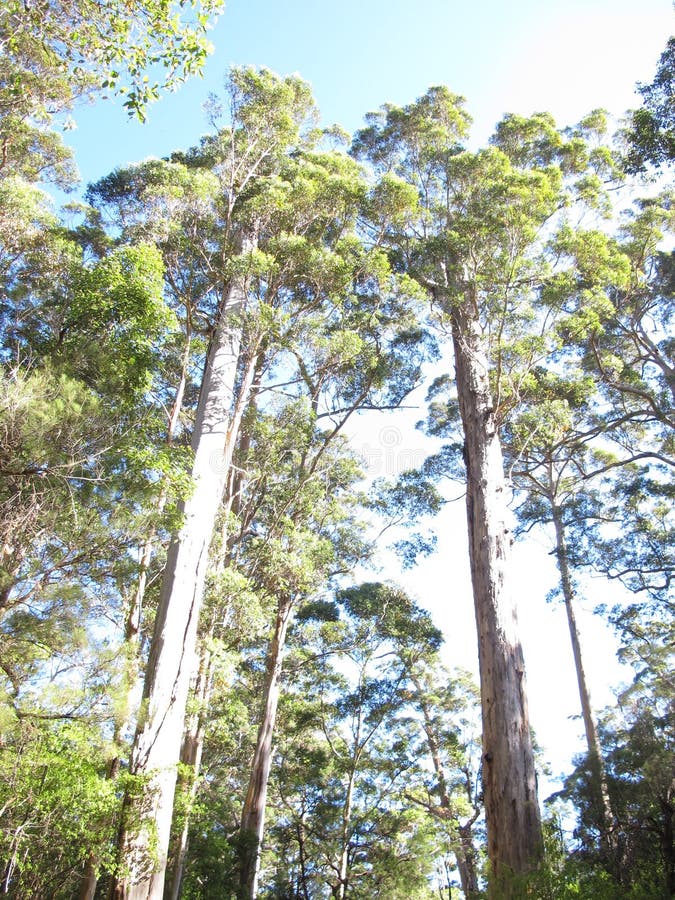 Karri Trees, West Australia Stock Photo - Image of eucalyptus, green ...